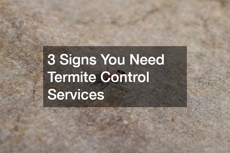 3 Signs You Need Termite Control Services - GLAMOUR HOME